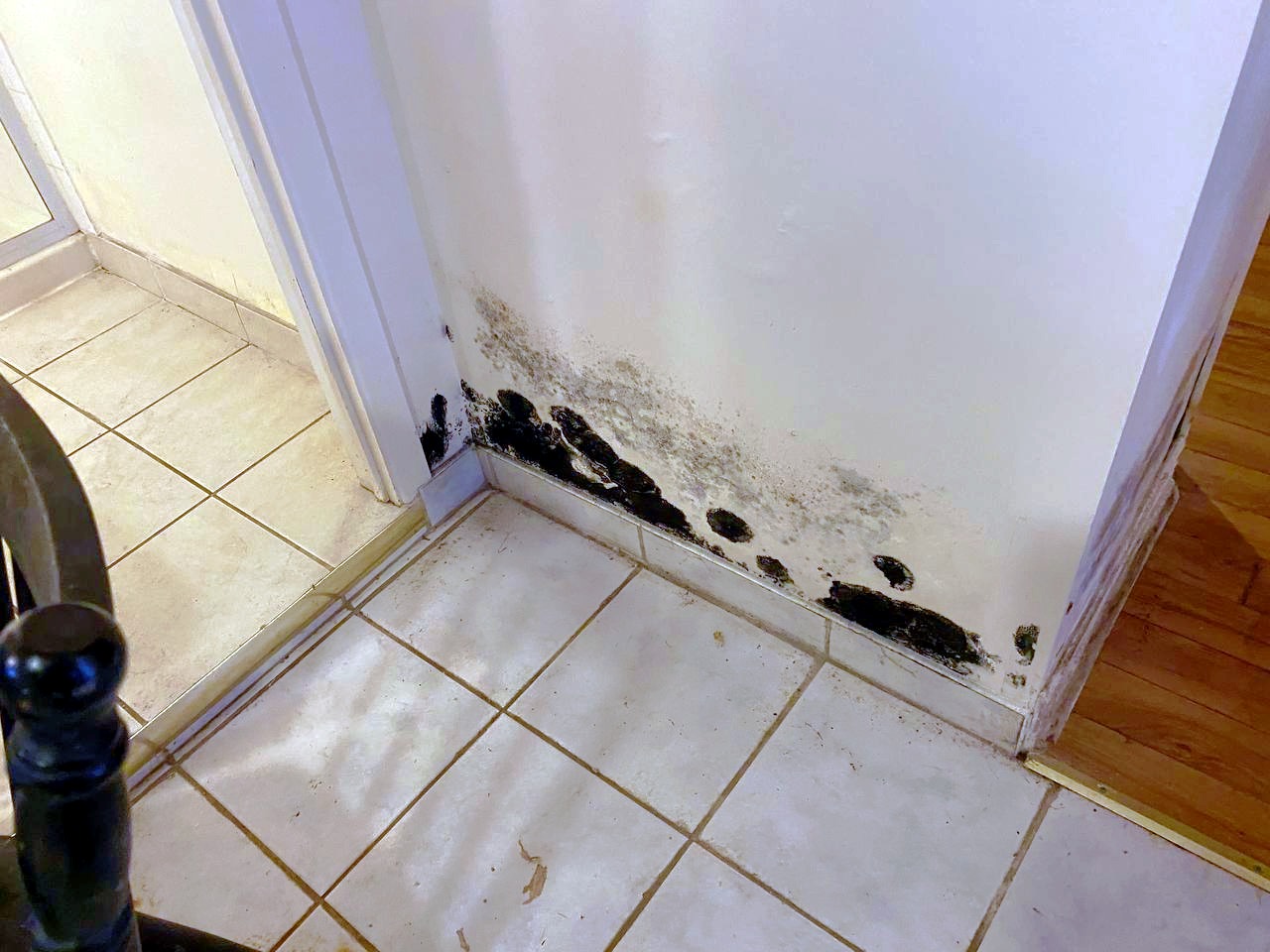 What is Mold? - MoldInspection.ca